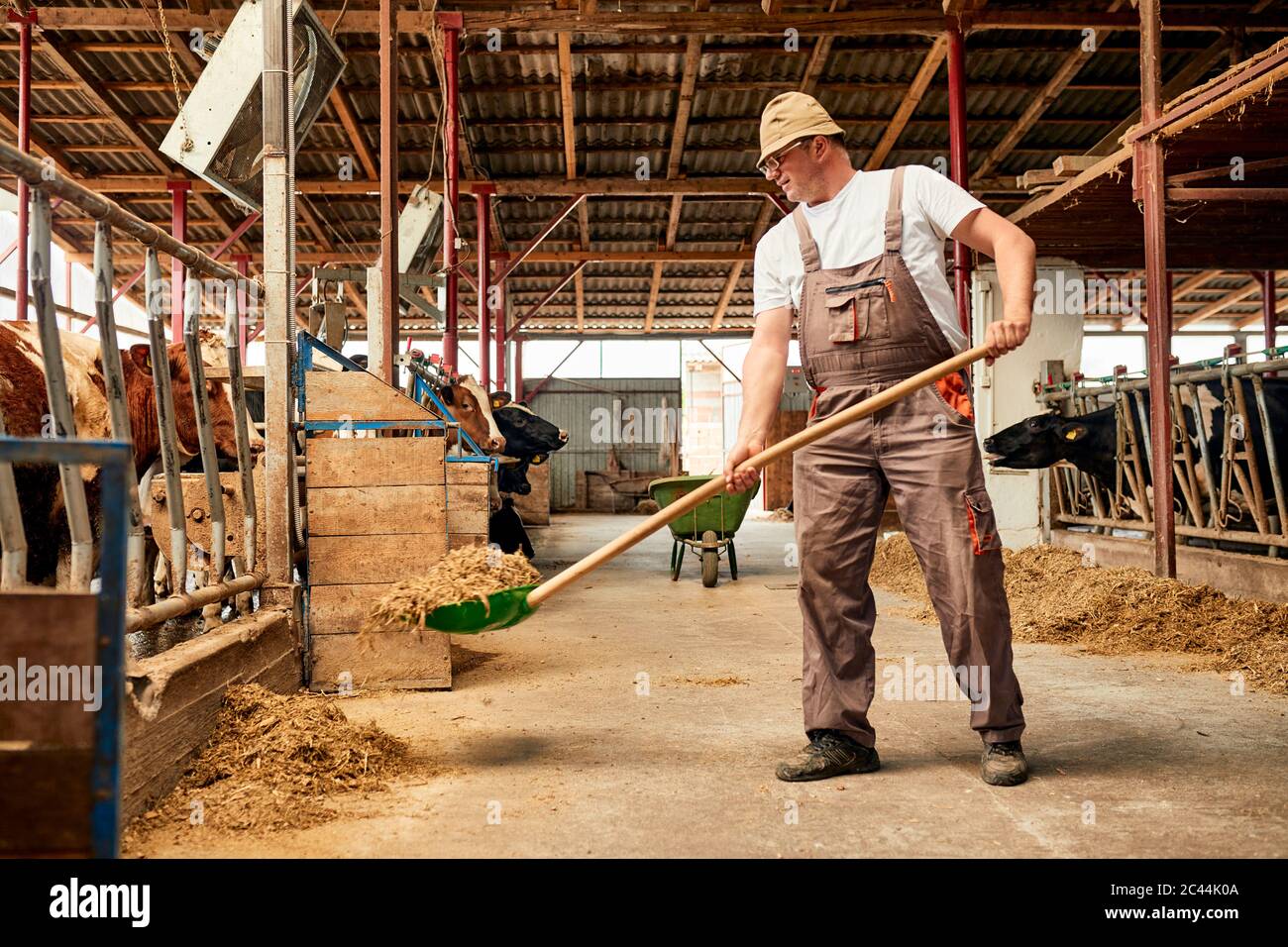 Male farmer feeding hay to cows with shovel in dairy farm Stock Photo ...