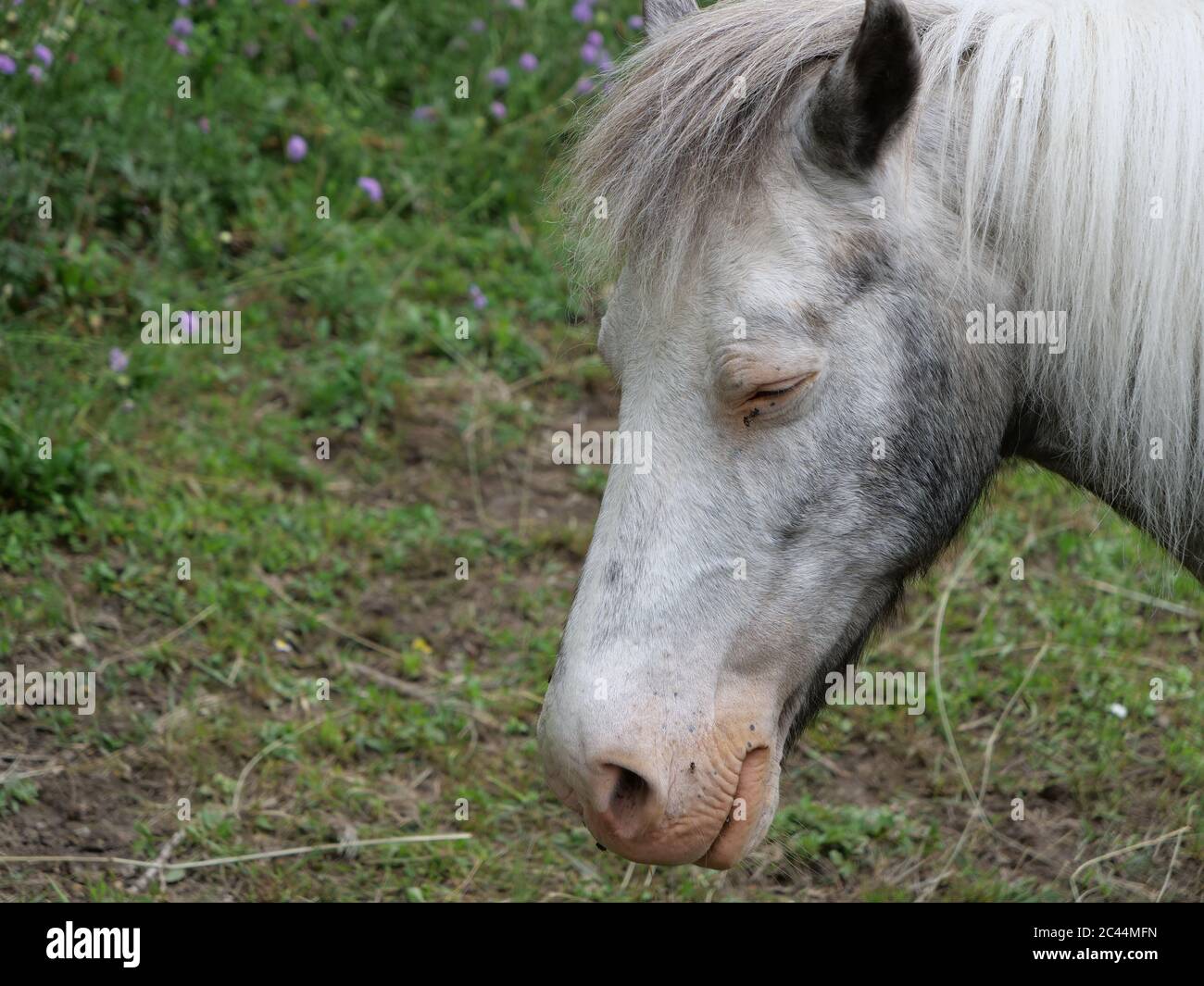 Little white pony on a pasture Stock Photo - Alamy
