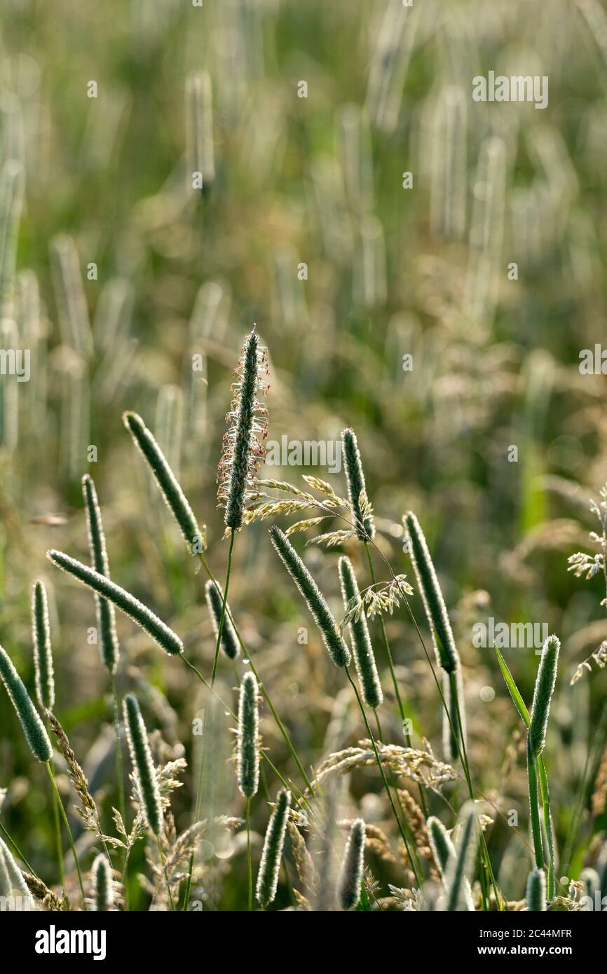 Timothy hay hi-res stock photography and images - Alamy