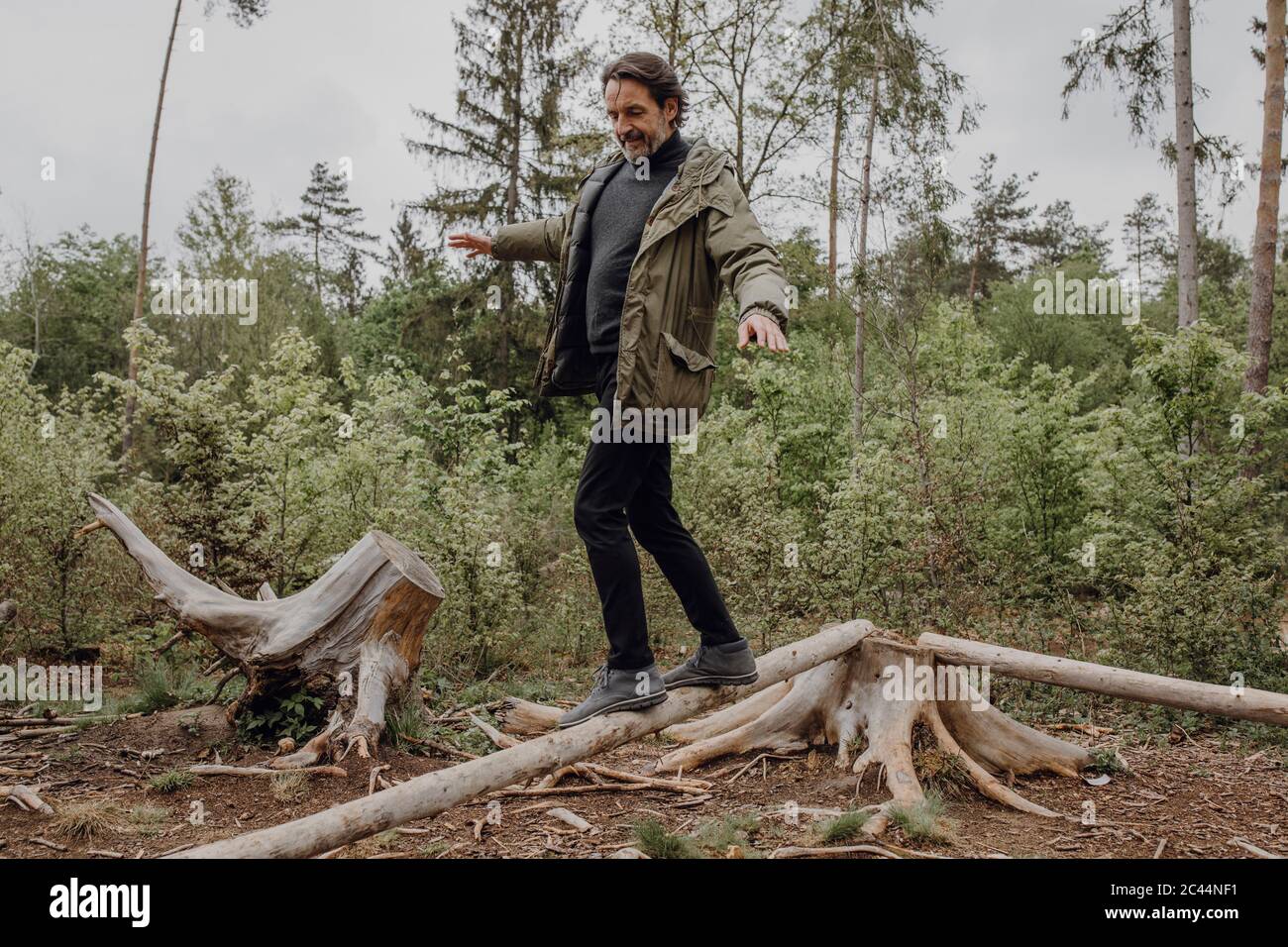 Mature hiker balancing on tree trunk in the forest Stock Photo - Alamy