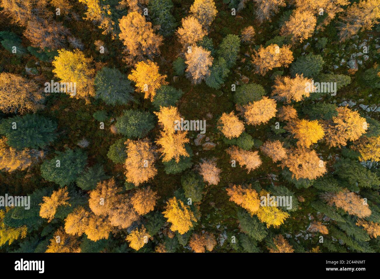 Larch forest in autumn hi-res stock photography and images - Alamy
