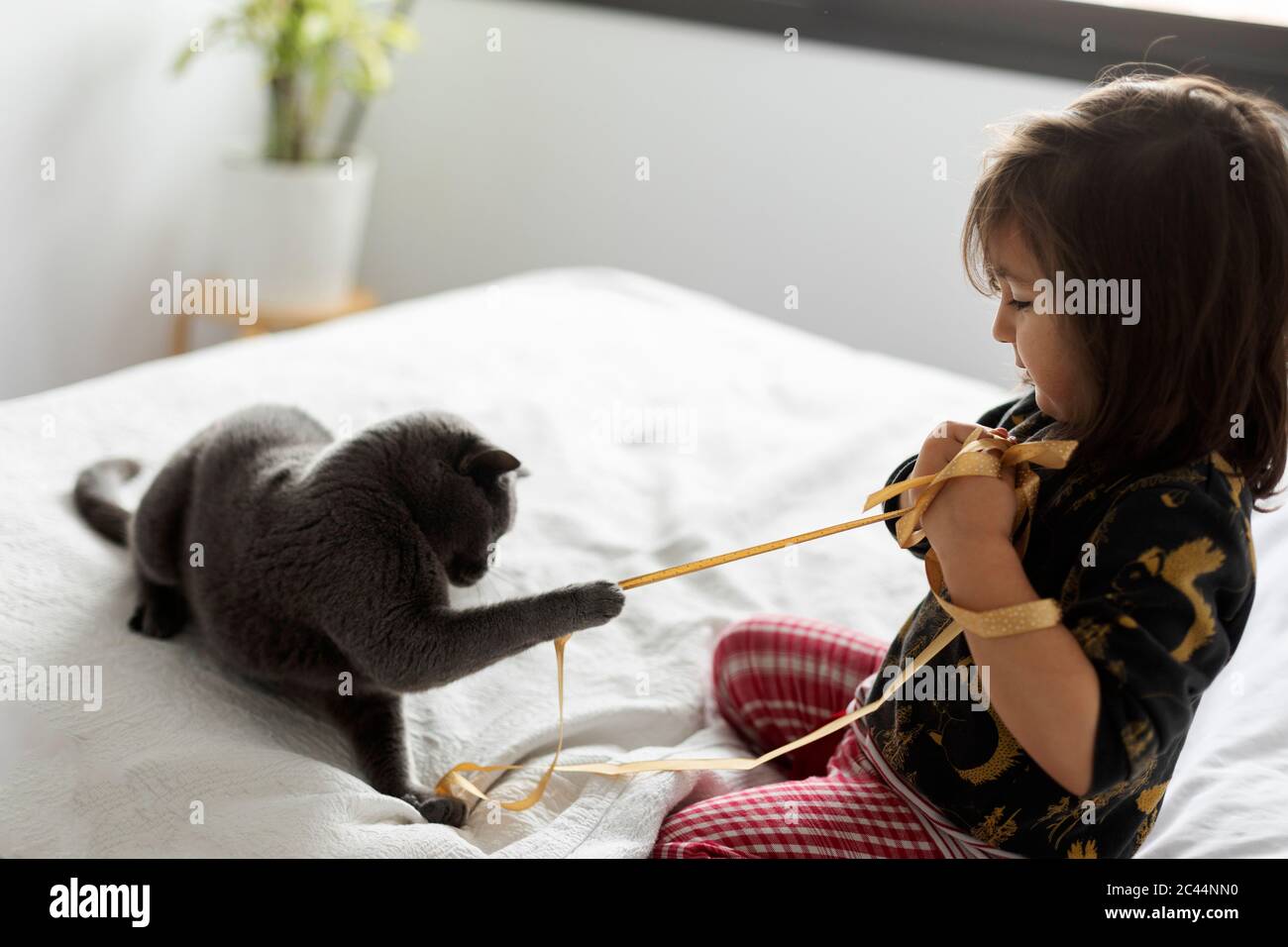 Little girl crouching on bed at home playing with cat Stock Photo - Alamy