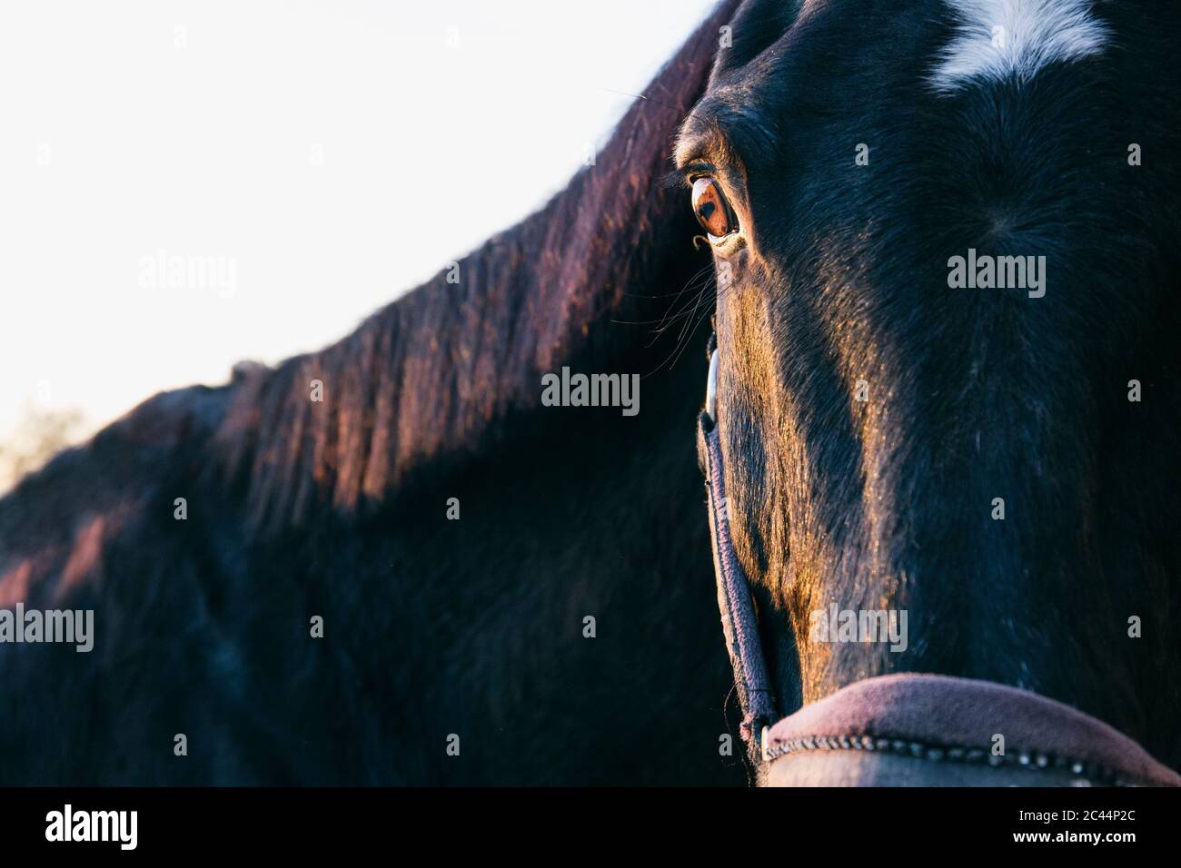 Ranch portrait hi-res stock photography and images - Alamy