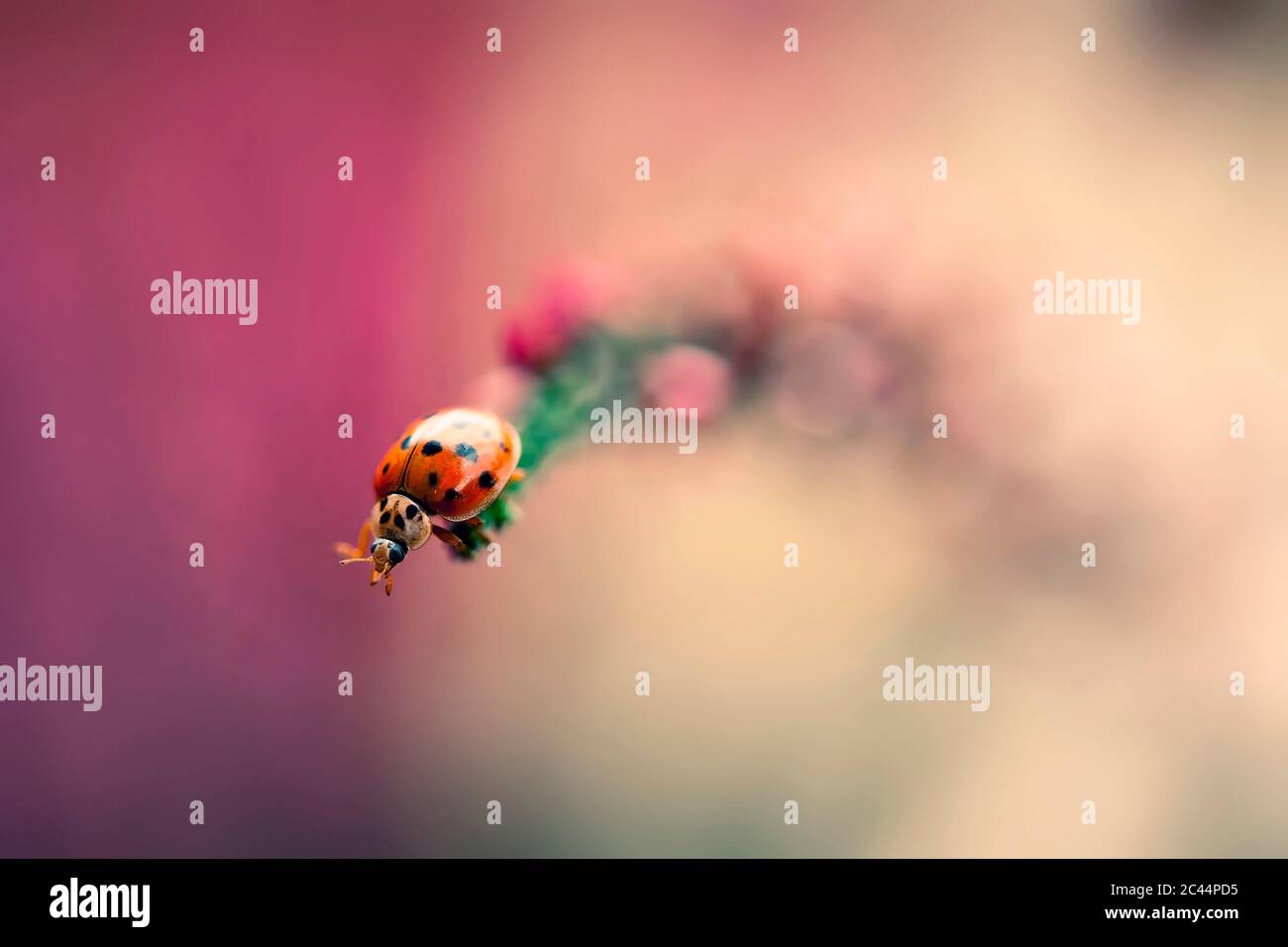 Ladybug side view hi-res stock photography and images - Alamy