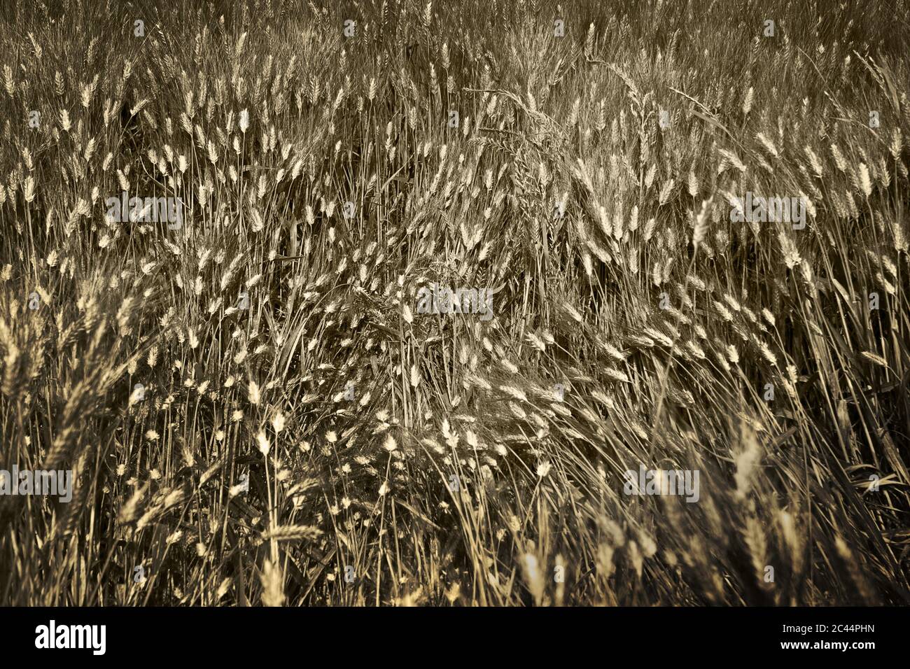 Closeup shot of the golden wheat blowing in the wind on a wheat field ...