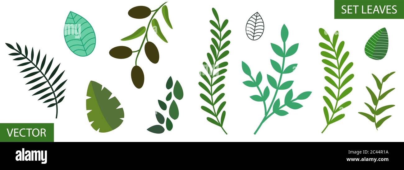 Set of different tree leaves. Isolated on a white background ...