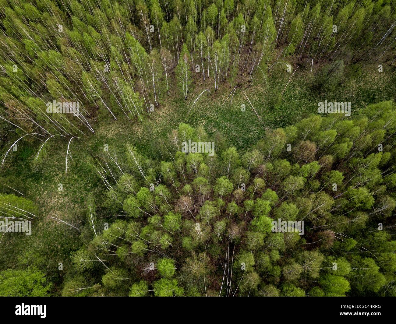 Coniferous forest russia hi-res stock photography and images - Alamy