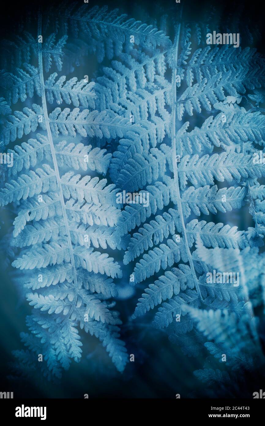 Cyanotype hi-res stock photography and images - Alamy