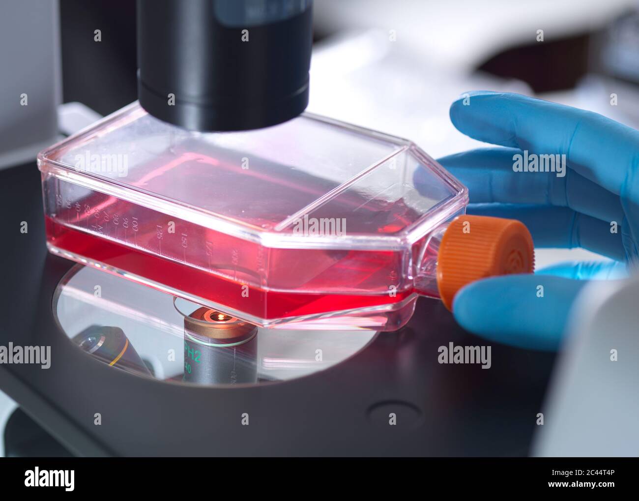 Stem cell hi-res stock photography and images - Alamy