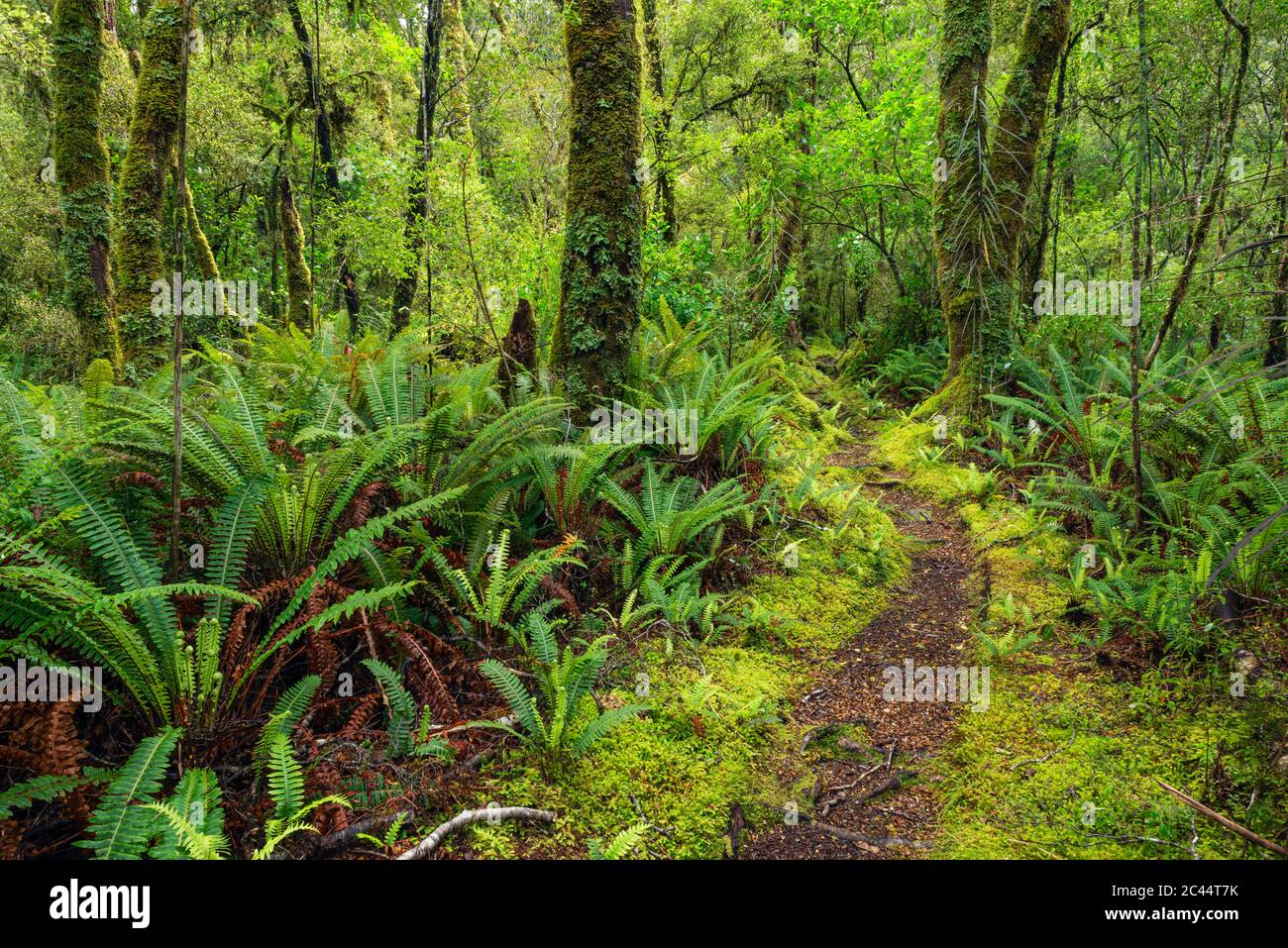 New Zealand, Southland, Footpath in Tutoko Valley rainforest Stock ...