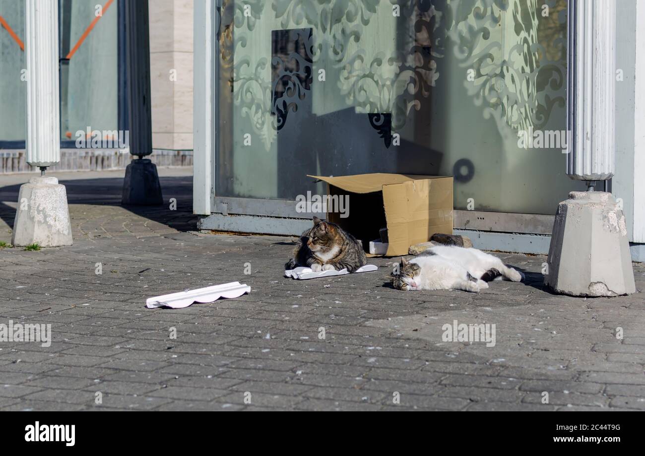 Stray cats hi-res stock photography and images - Alamy