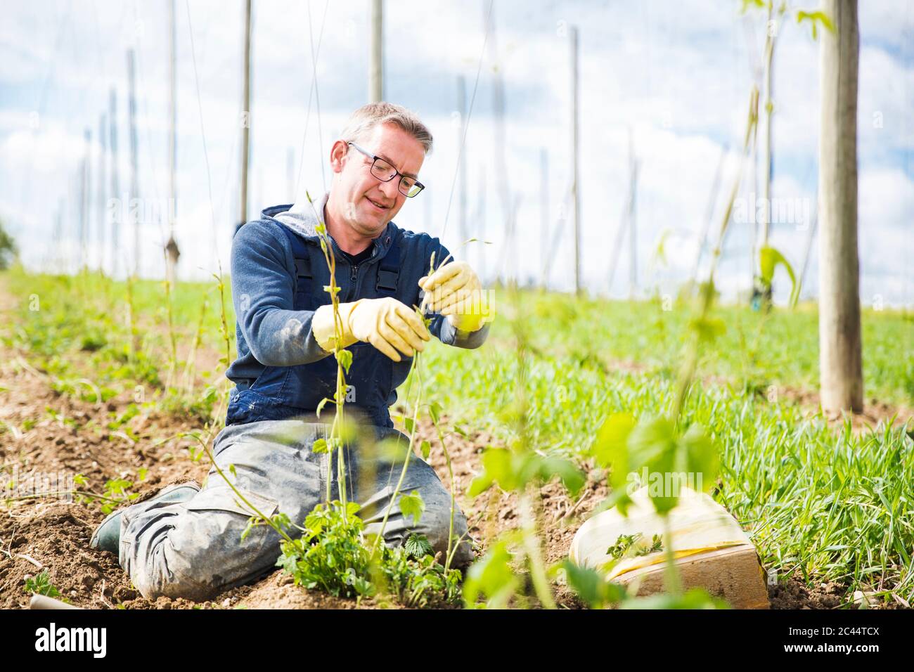 Farmer planting hop crops hallertau hi-res stock photography and images ...