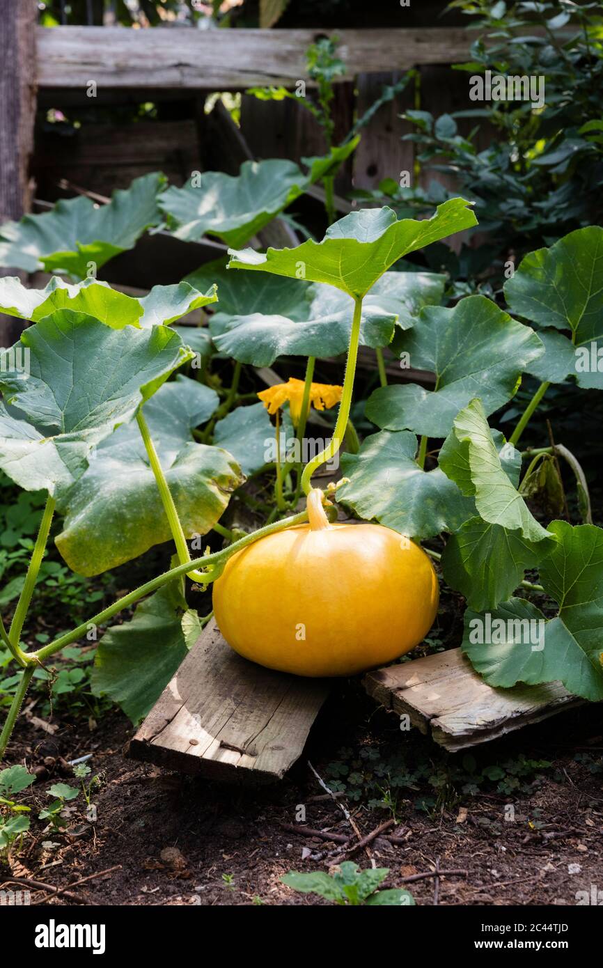 Young pumpkin hi-res stock photography and images - Alamy