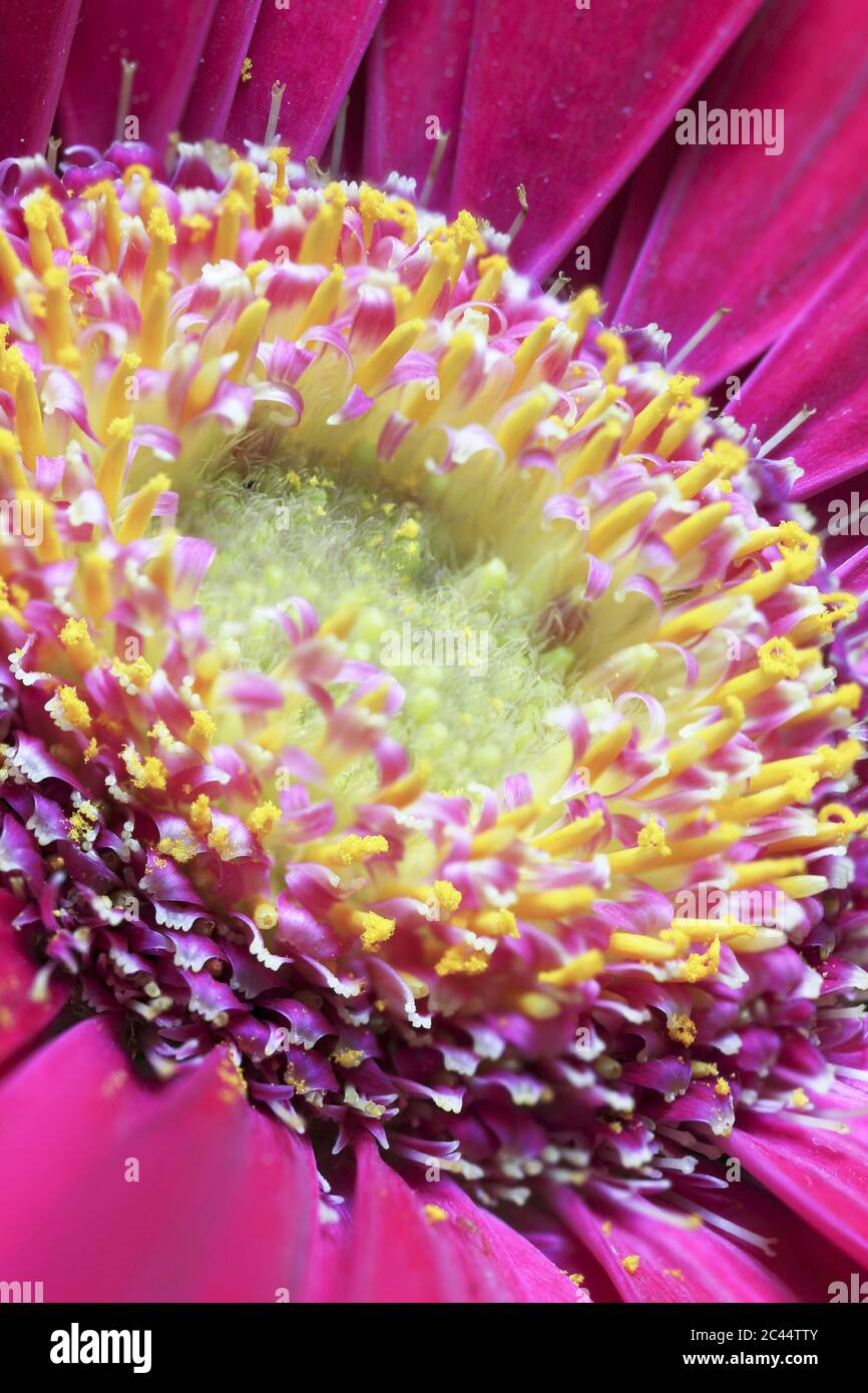 Gerbera head hi-res stock photography and images - Alamy