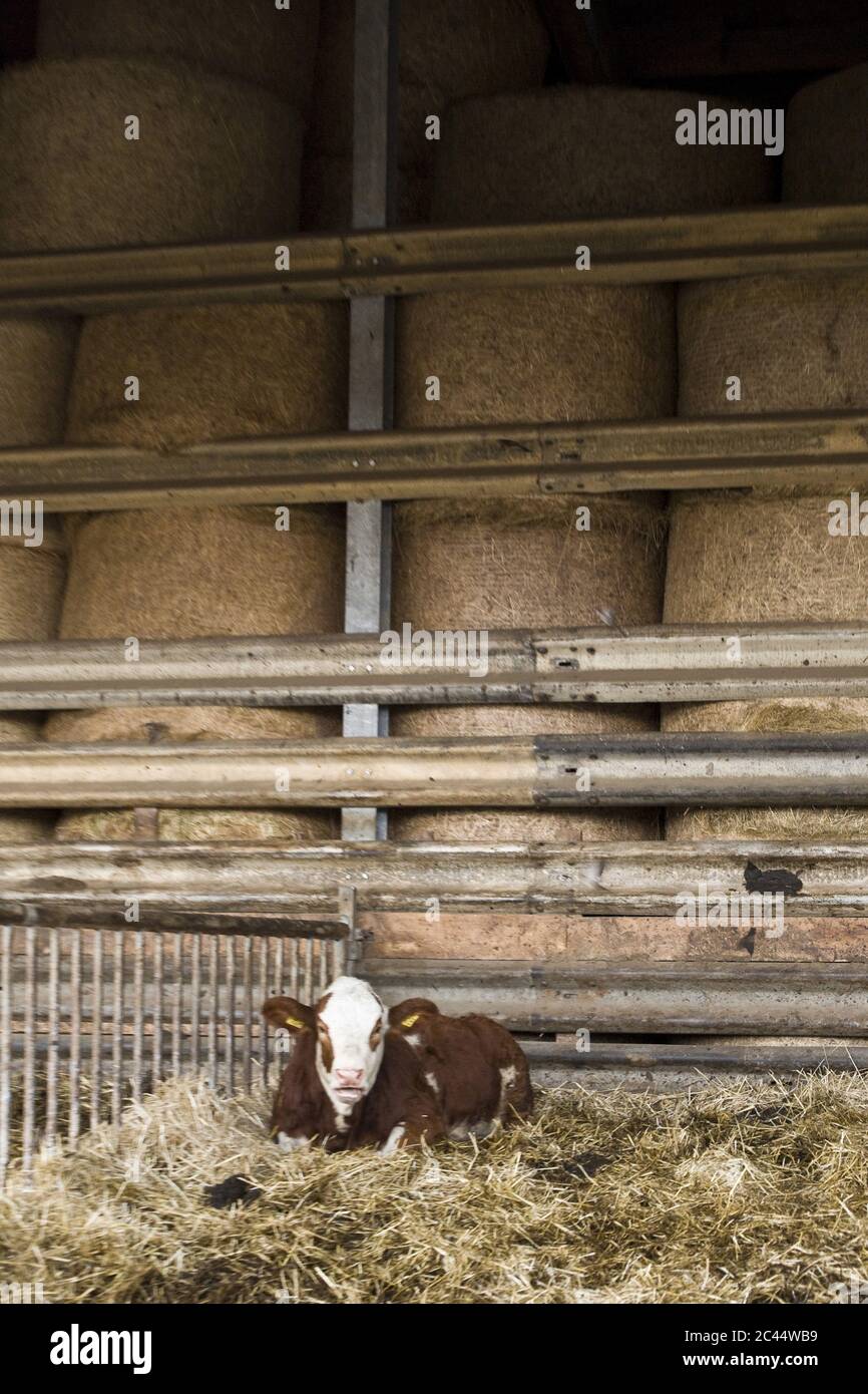 Cow lies on straw Stock Photo - Alamy
