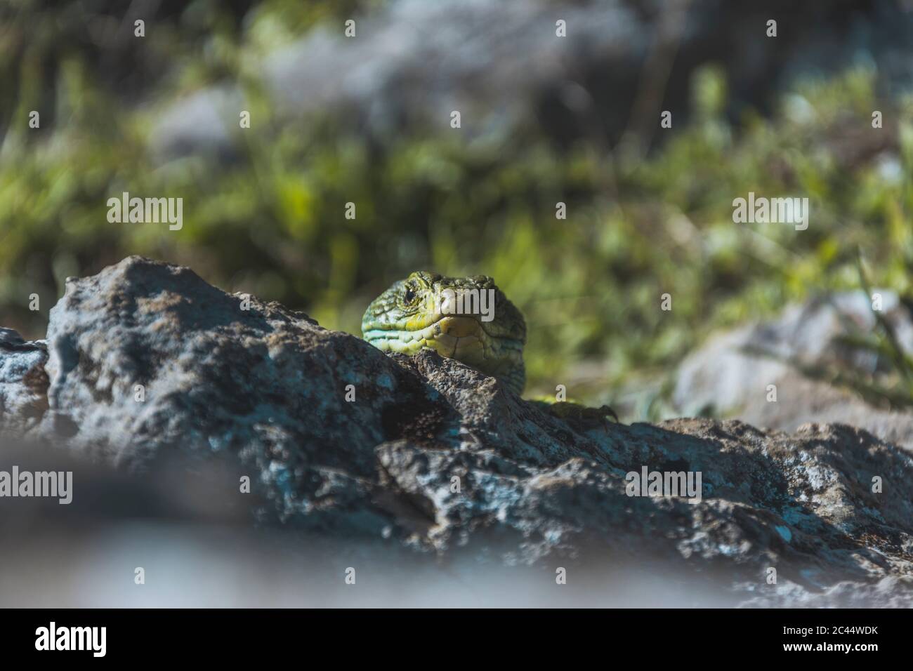 Green lizard on rock hi-res stock photography and images - Alamy