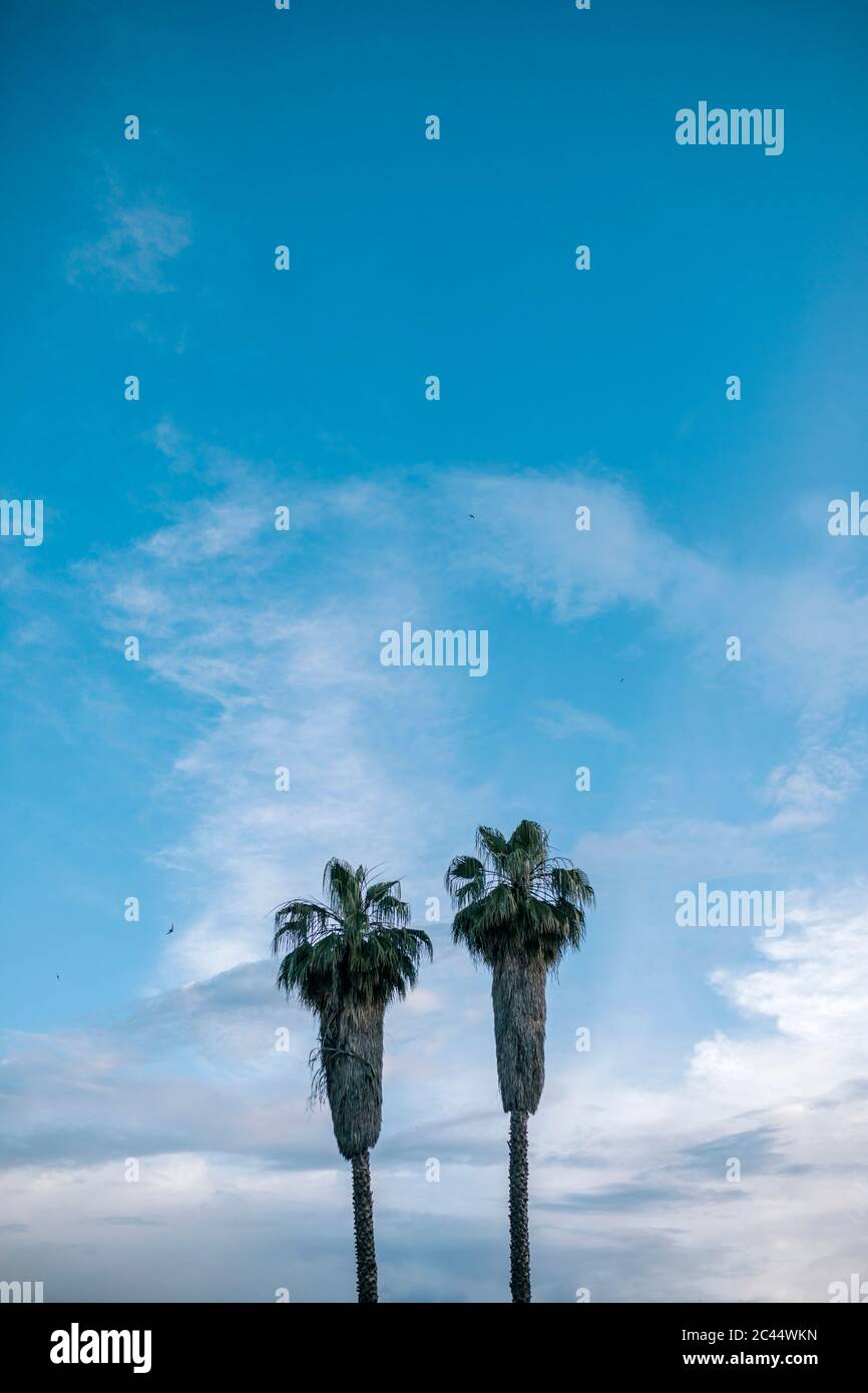 Two palm trees hi-res stock photography and images - Alamy