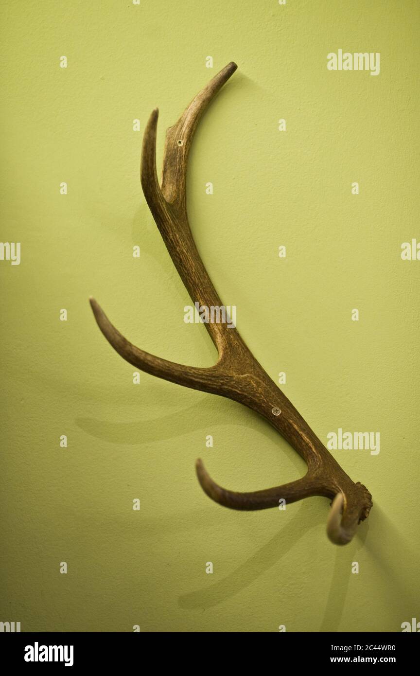 Antlerses hi-res stock photography and images - Alamy