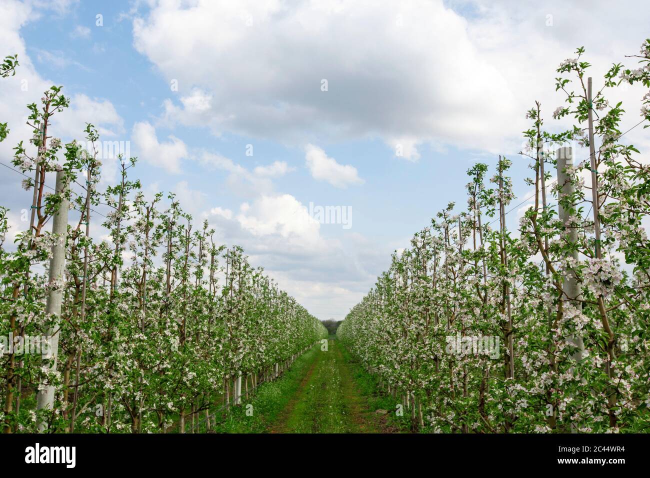 Apple organic trees hi-res stock photography and images - Alamy