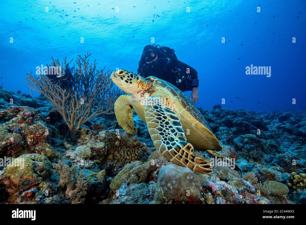 Blue turtle hi-res stock photography and images - Alamy