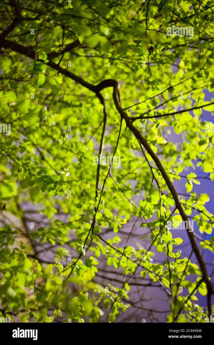 Branches of a tree Stock Photo - Alamy