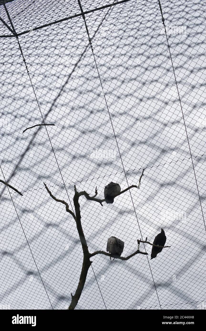 Aviary in a zoo Stock Photo - Alamy