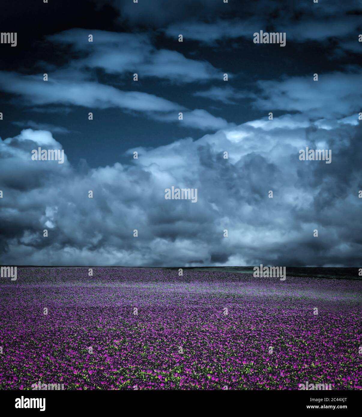 Purple poppy hi-res stock photography and images - Alamy