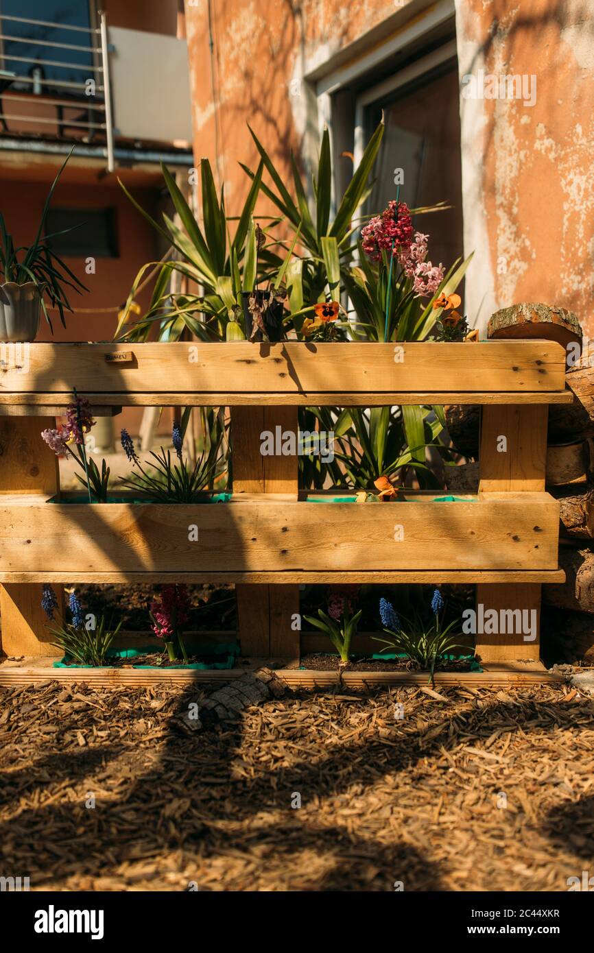 Flowering plants growing in crate at yard Stock Photo - Alamy