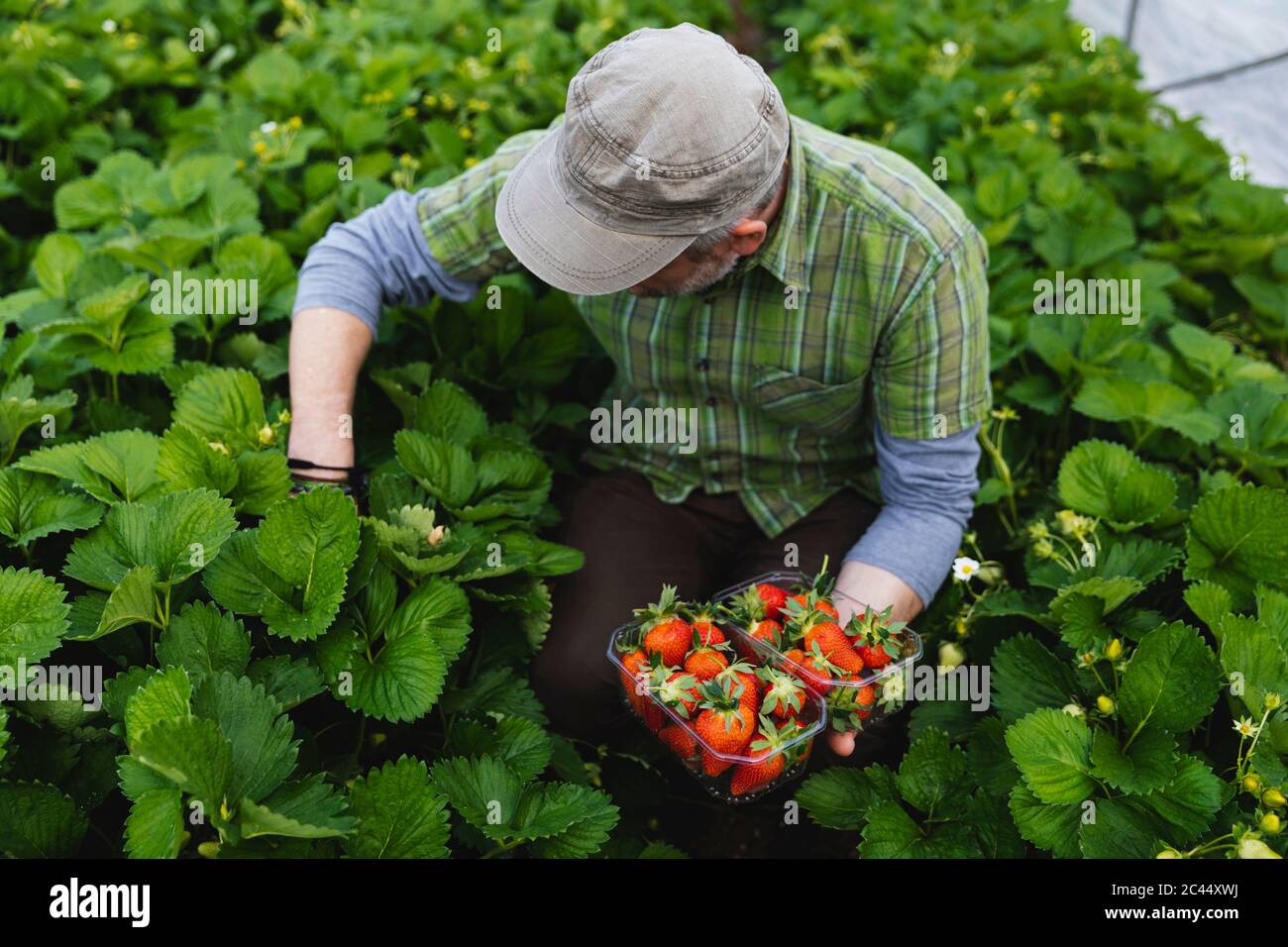 Farmer picking strawberries, organic farming Stock Photo - Alamy