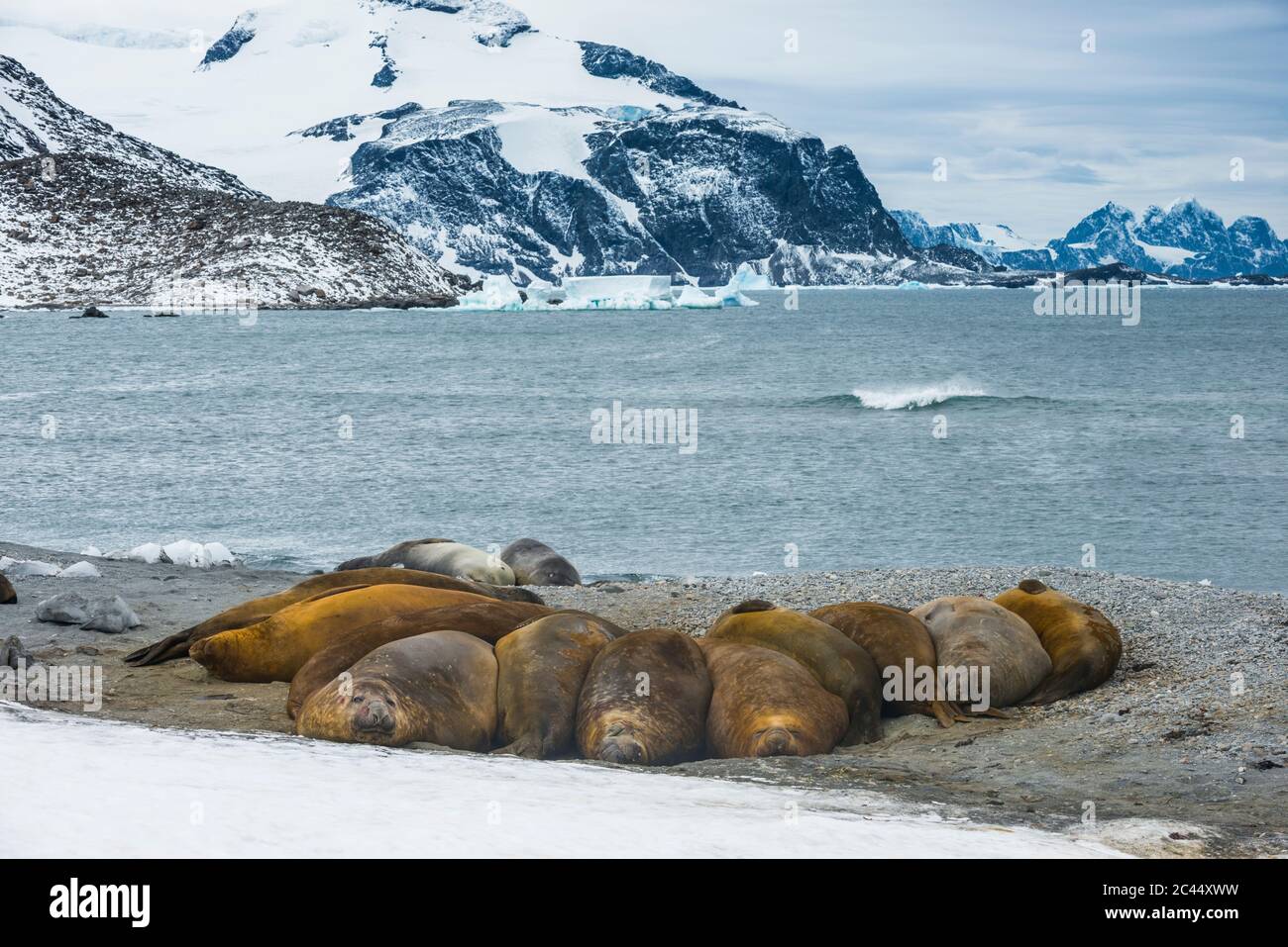 Colony elephant seals hi-res stock photography and images - Alamy