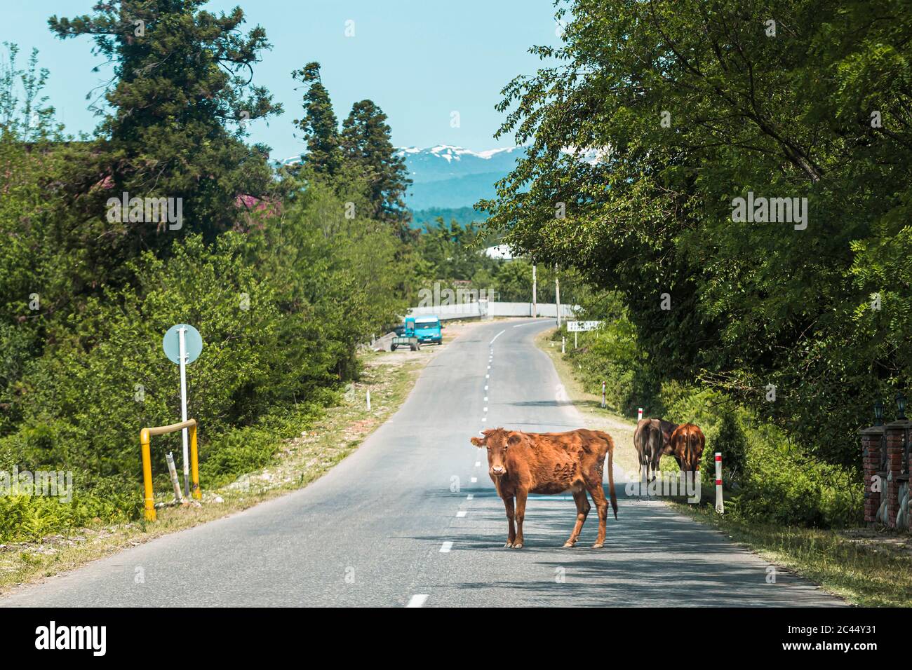 Georgia, Cow standing in middle of country road Stock Photo - Alamy