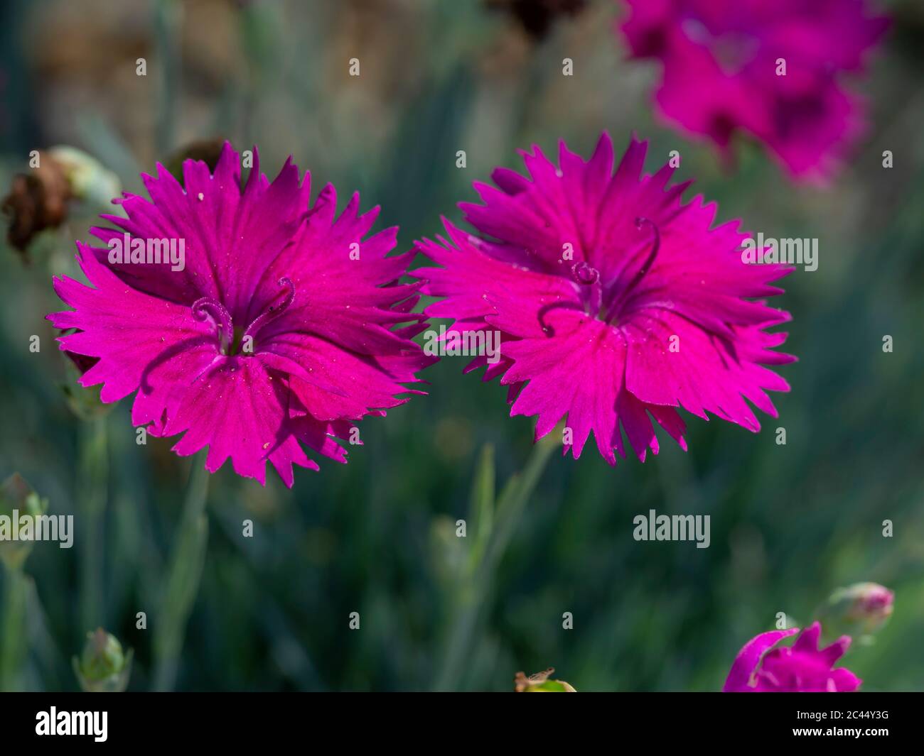 Neon star hi-res stock photography and images - Alamy