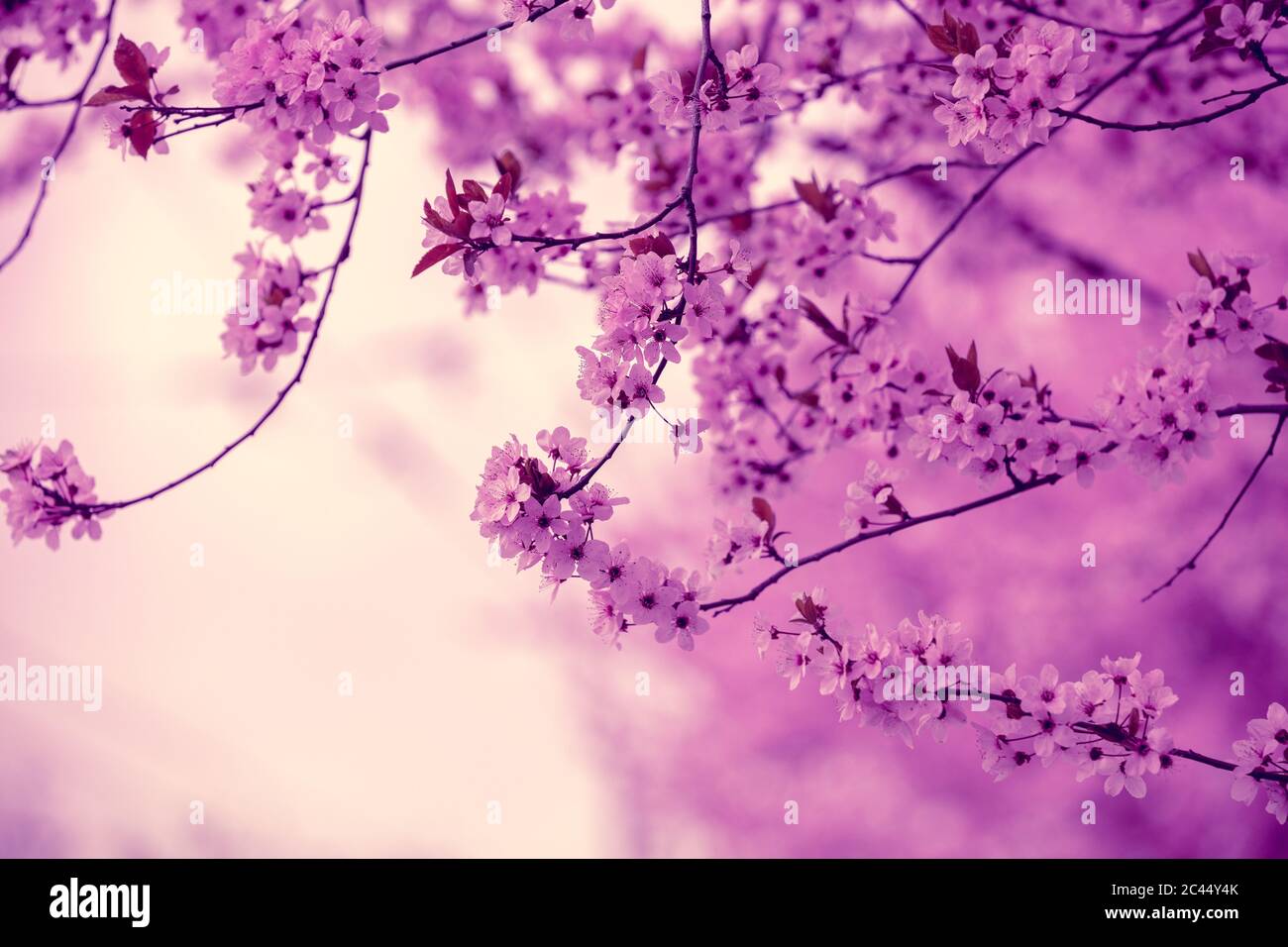 Vintage blossoming sakura tree. Spring nature backround Stock Photo - Alamy