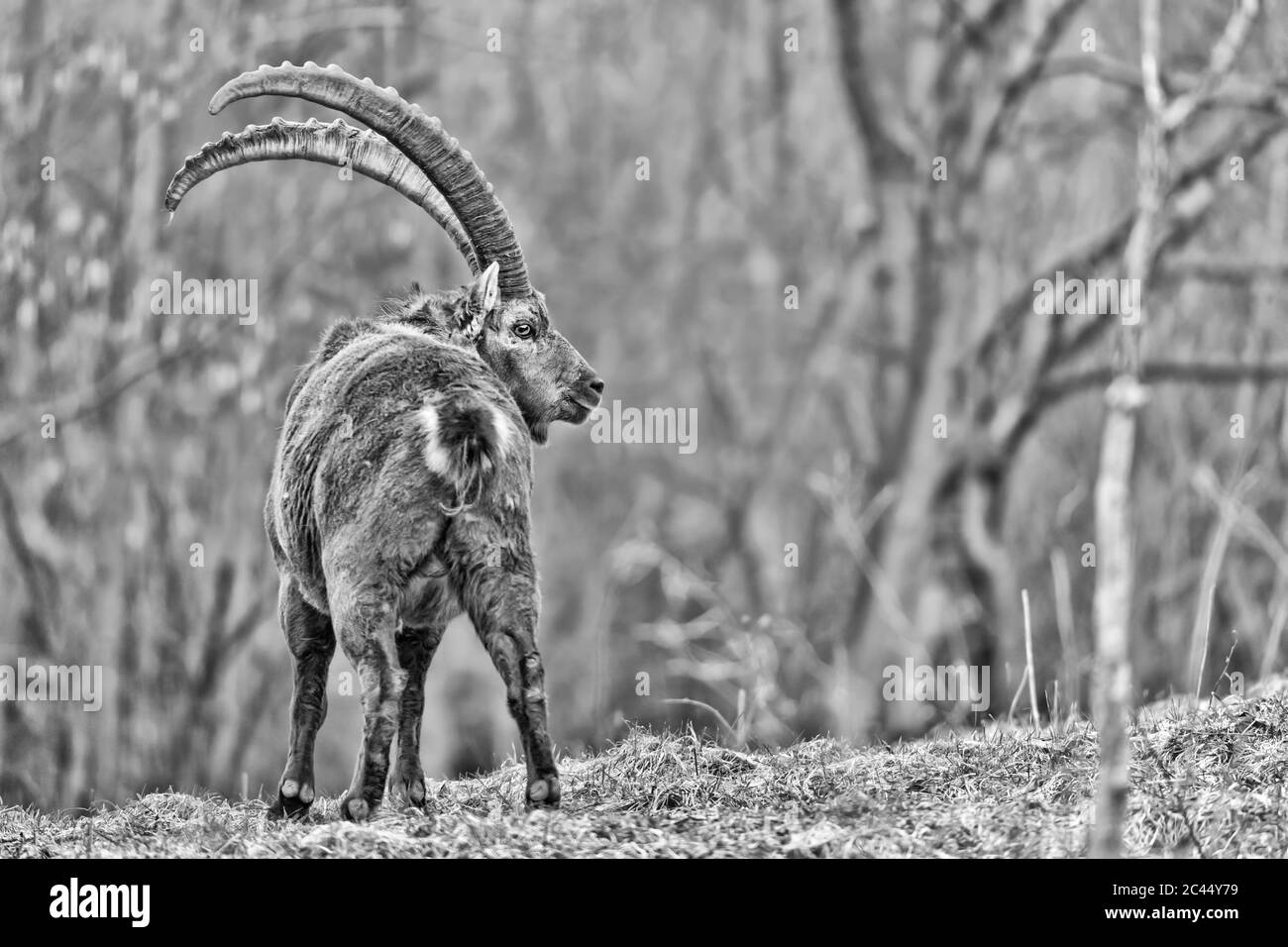 Black and white portrait of Alpine ibex in the woods (Capra ibex Stock ...