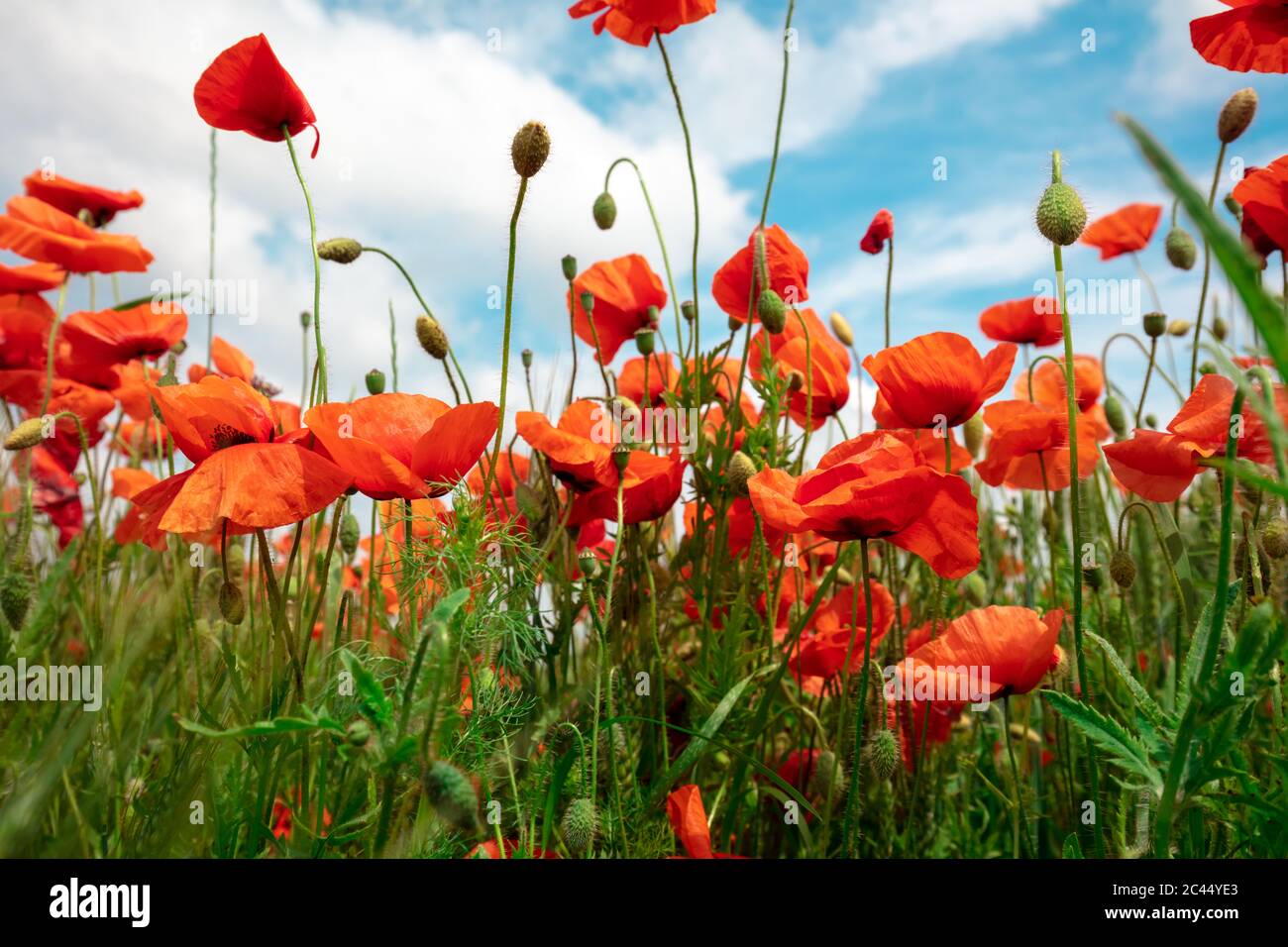 Blossoming Poppies (papaver) field. Wild poppies against blue sky ...