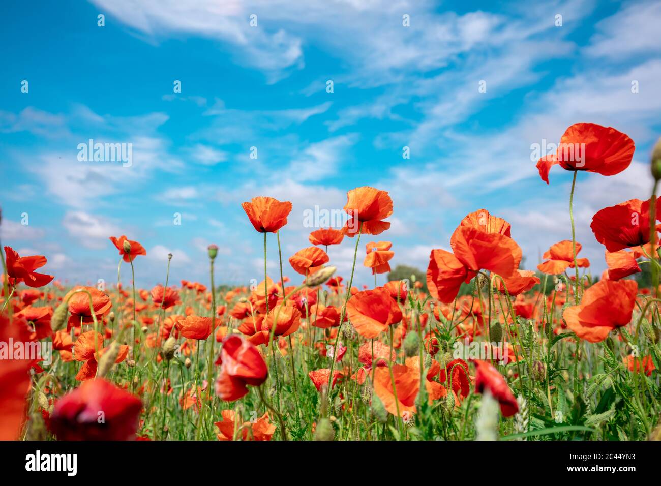 Blossoming Poppies (papaver) field. Wild poppies against blue sky ...