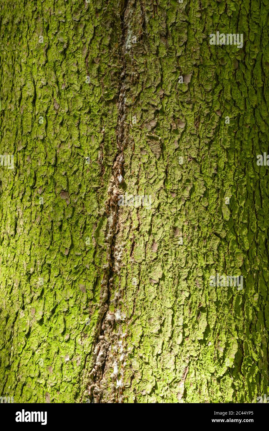 old wood tree bark texture with green moss Stock Photo - Alamy