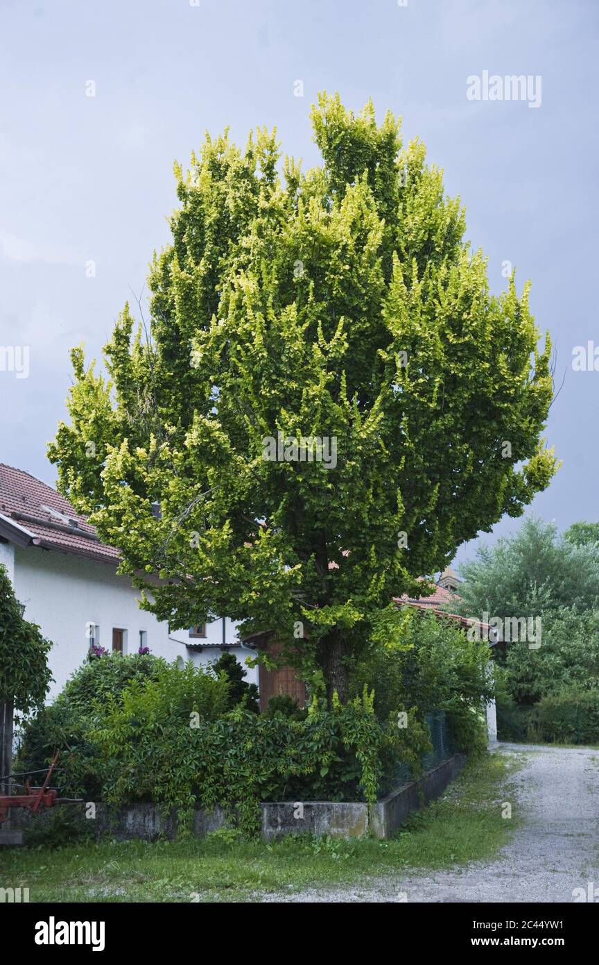 Deciduous tree in the garden Stock Photo - Alamy