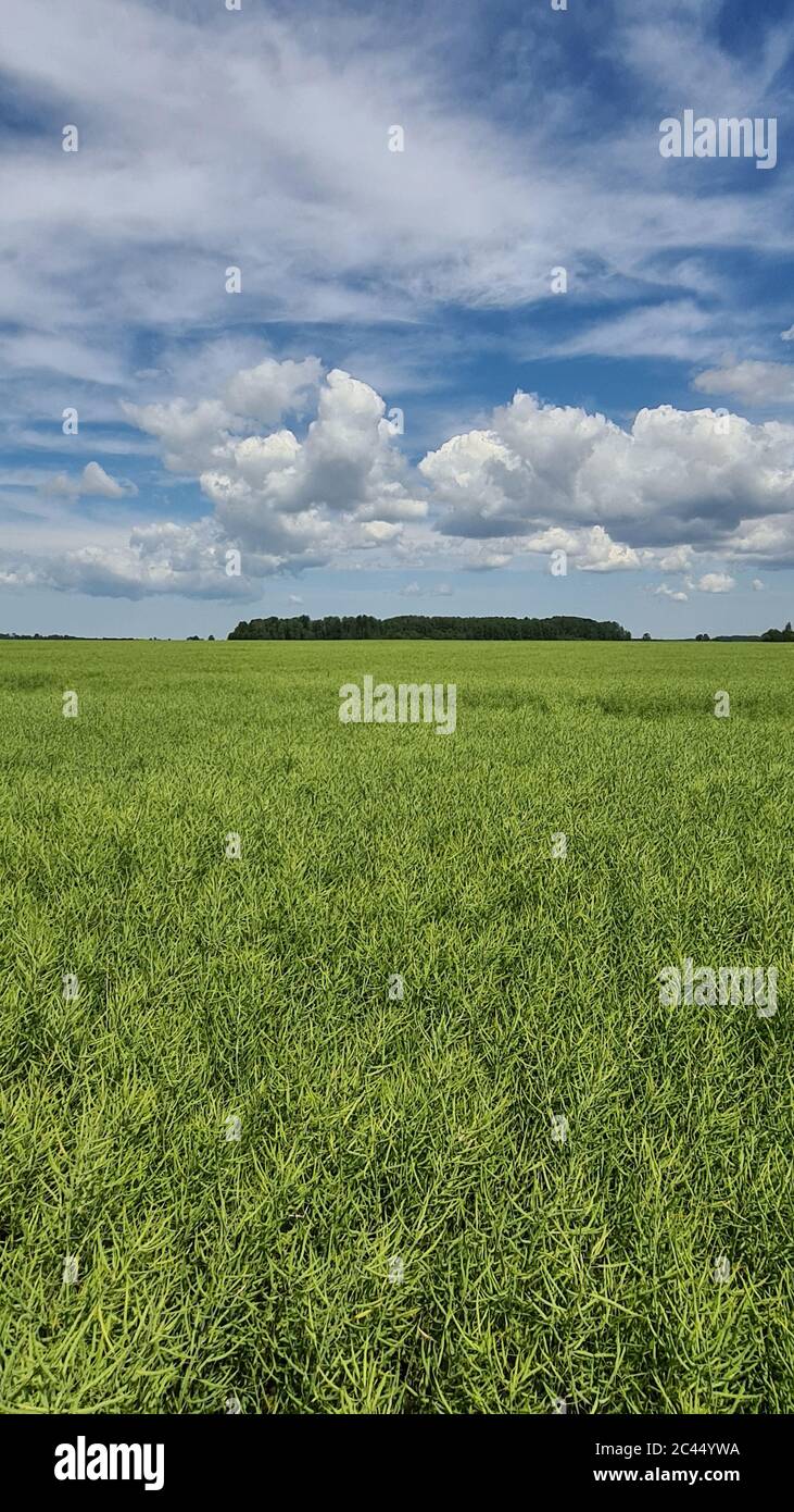 Agricultural green field to the horizon Stock Photo - Alamy