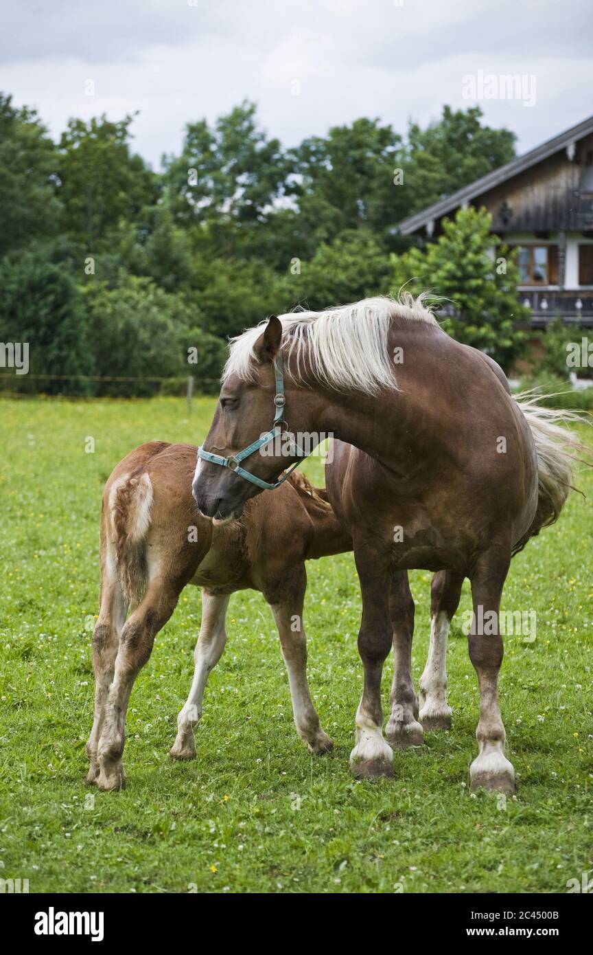Two horses in the paddock Stock Photo - Alamy