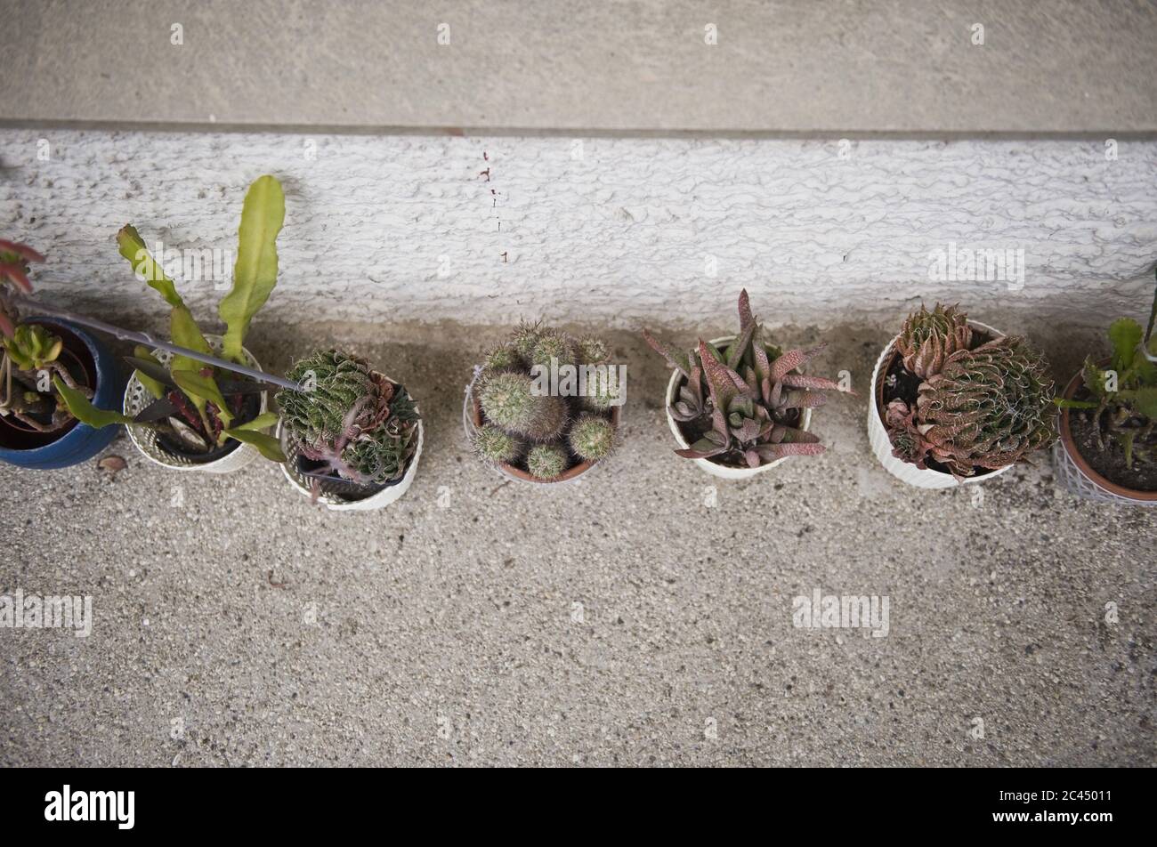 Plants in a row Stock Photo - Alamy