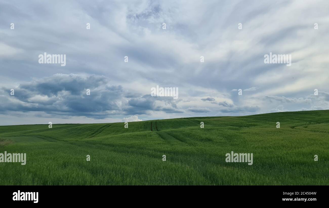 Agricultural green field to the horizon Stock Photo - Alamy