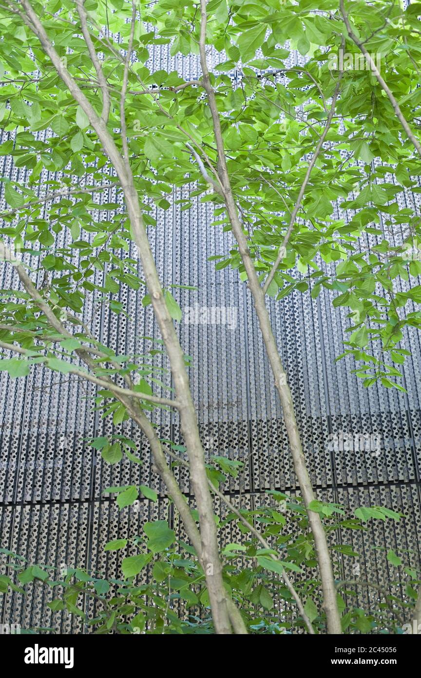 Tree in front of a wall Stock Photo - Alamy