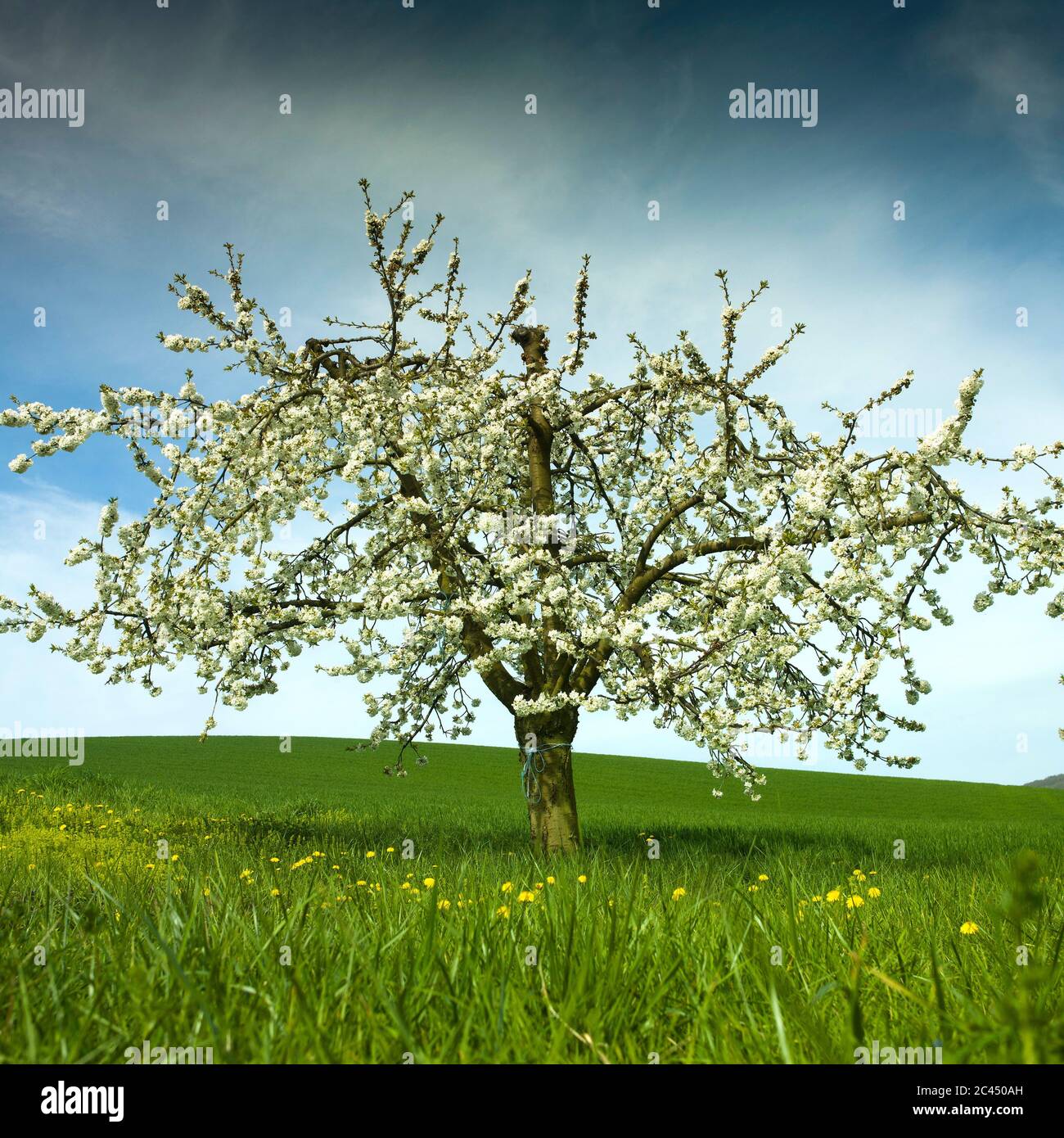 Plain trees tree hi-res stock photography and images - Alamy