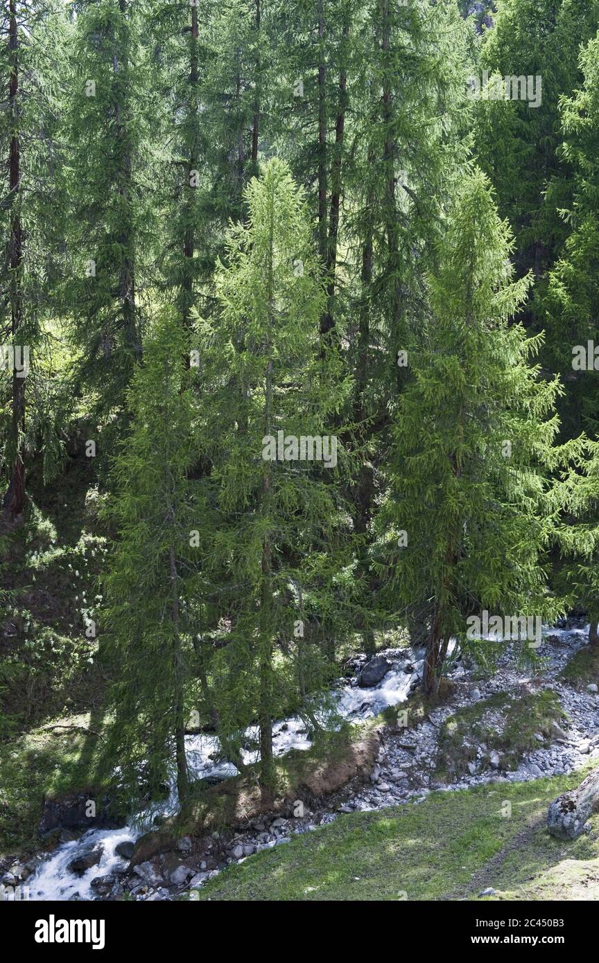 Trees and stream Stock Photo - Alamy