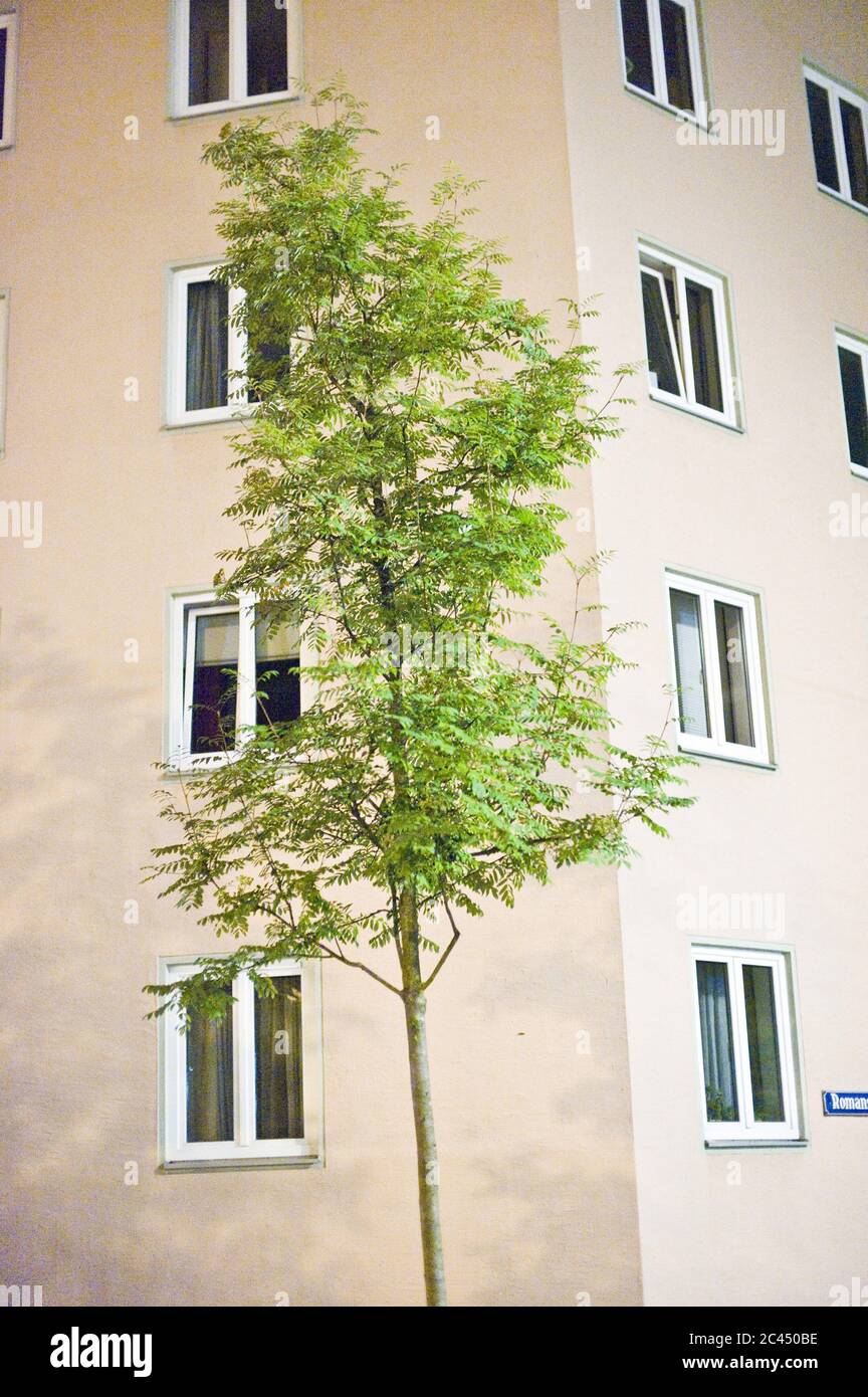 Tree in front of a house Stock Photo - Alamy