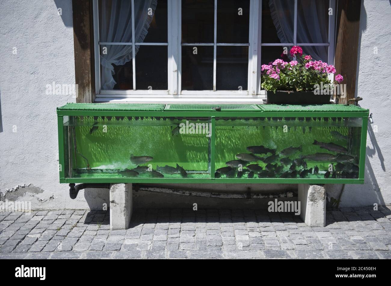 Aquarium under a window Stock Photo - Alamy
