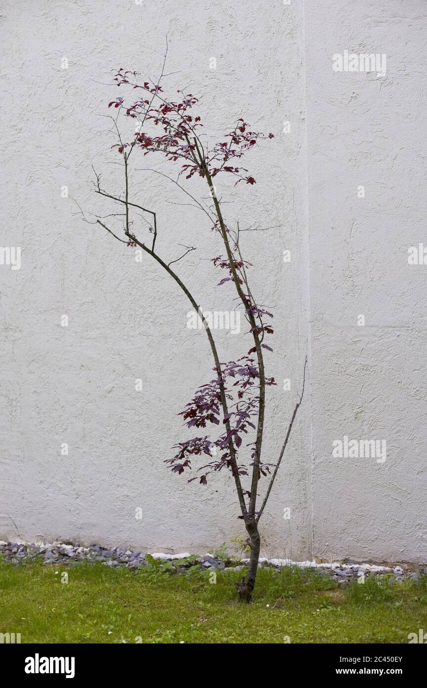 Small tree on a wall Stock Photo - Alamy