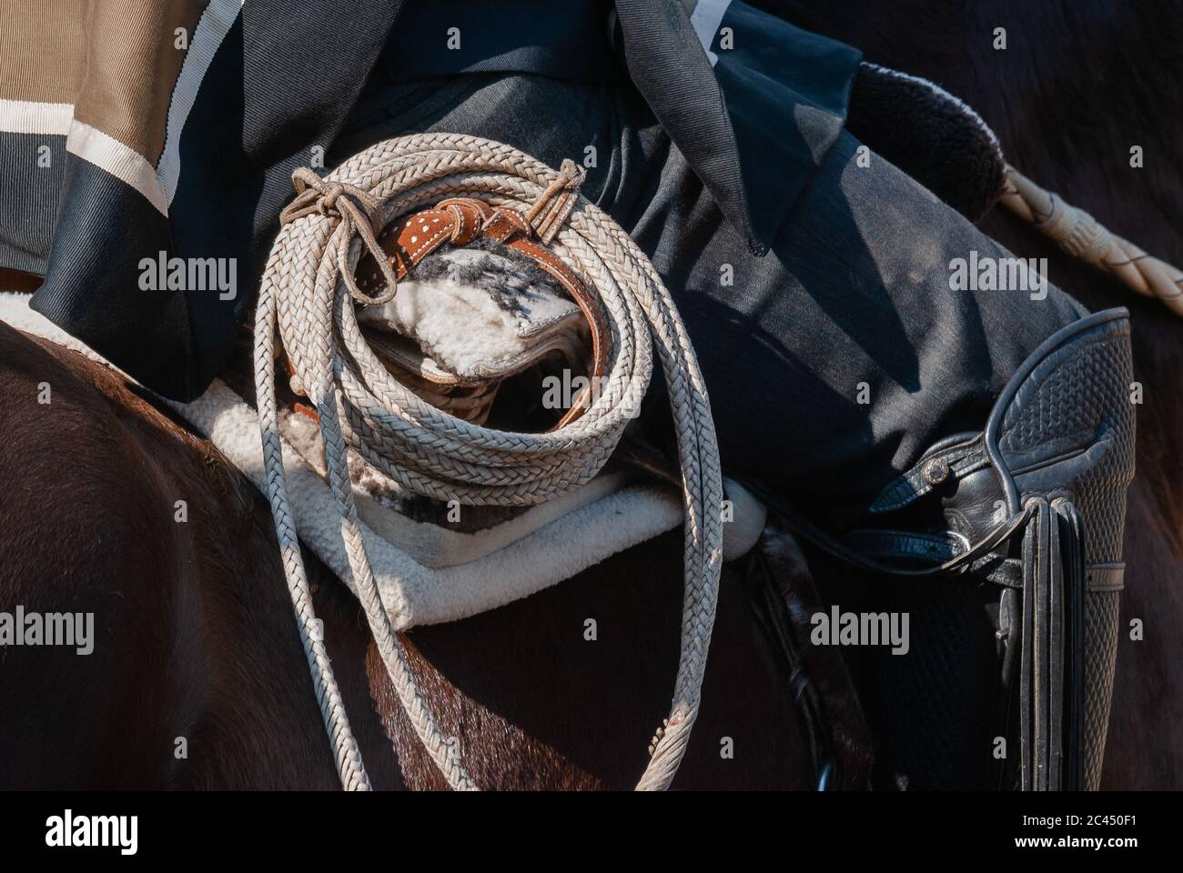 Closeup of an equine on a brown horse with a white knout under the ...