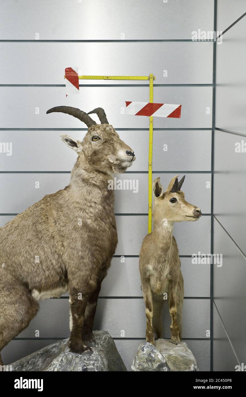 Two stuffed goats Stock Photo - Alamy